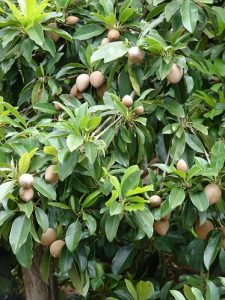 Cây Sa Pô Chê (hồng xiêm) | Cây Ăn Trái Dễ Trồng