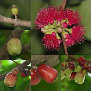 Cây Mận Điều Đỏ (Mận Hồng Đào) | Cây Ăn Trái Dễ Trồng