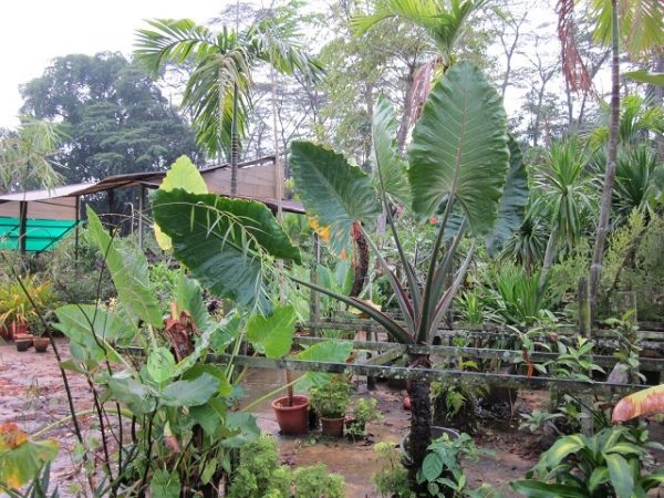 Cây Ráy Voi Có Tác Dụng Gì, Mua Ở Đâu | Cây Ăn Trái Dễ Trồng