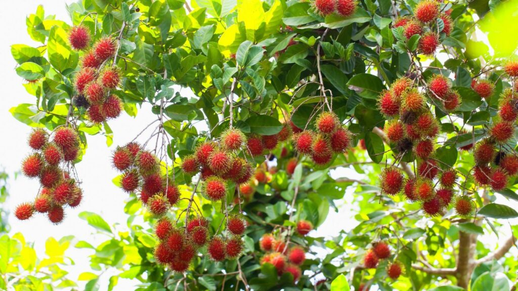 Chôm Chôm Thái Cây Lớn | Cây Ăn Trái Dễ Trồng